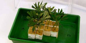 Clone Cultivation Mastery: How To Make Marijuana Clones