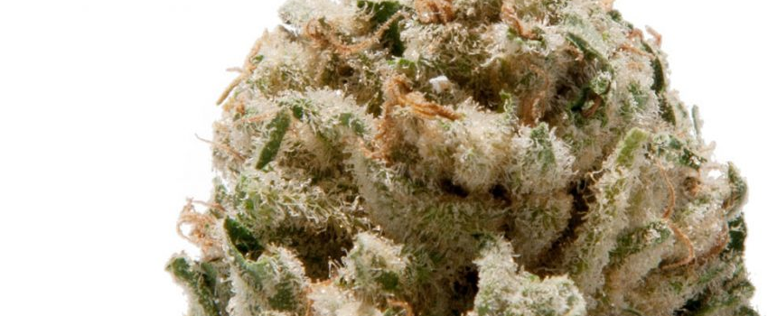 Mob Boss Weed Strain Review and Information