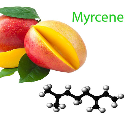 Terpenes: The Flavor Of Marijuana