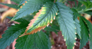 Stop Potassium Nutrient Deficiencies In Marijuana Plants