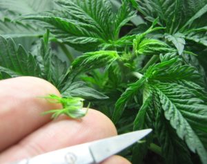 How to Prune Marijuana Plants to Maximize Your Cannabis Yields