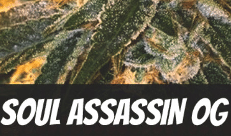 Russian Assassin Strain Review and Information