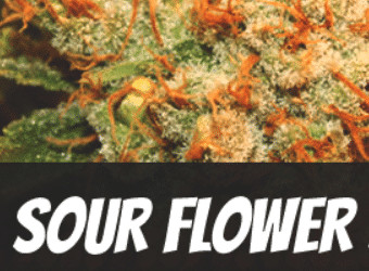 Sour LSD Weed Strain Review and Information
