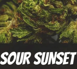 Sunset Haze Weed Strain Review and Information - ILGM