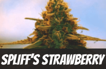 Strawberry Amnesia Strain Review - I Love Growing Marijuana