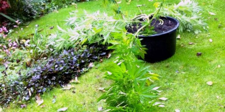 Cannabis Symptom Checker - Identify Cannabis Leaf Problems