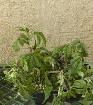 Marijuana Plants and The Weather