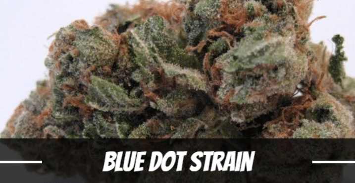 Blue Dot Strain Review >>> Origin, Effects, Yield & More!