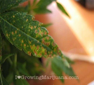 Cannabis Leaf Symptoms to Identify Plant Problems (By Pictures)