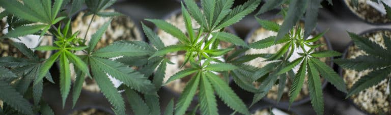 How Do I Deal with Overcrowding Plants Part 2