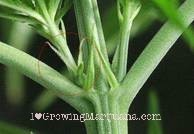 What Are Feminized Marijuana Seeds?