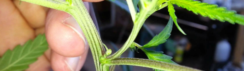 Things You Must Know About Gender In Cannabis Plants