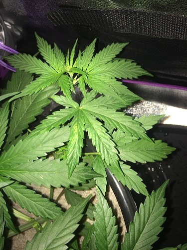 Unlocking the Magic: Growing Blueberry Autoflower Strains