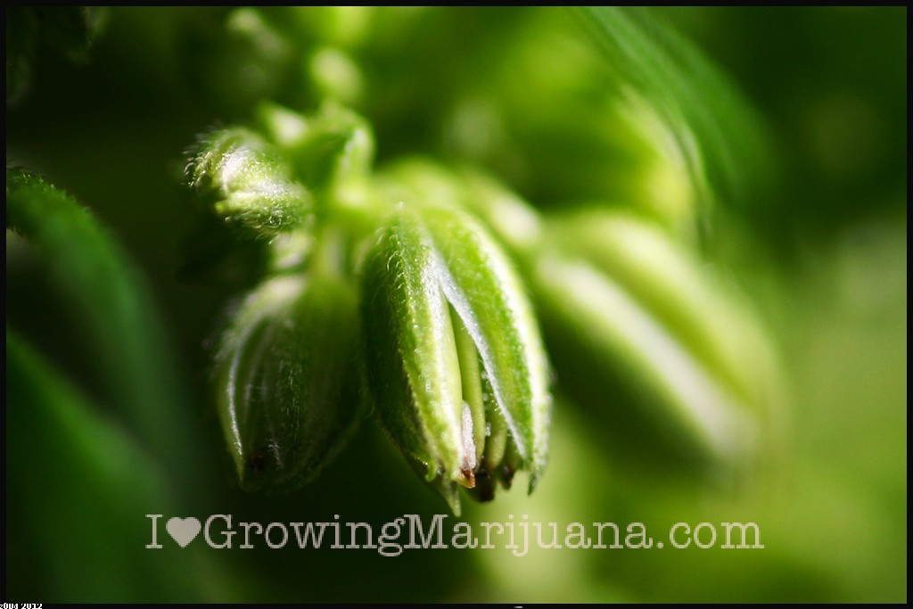 Male Marijuana Picture Gallery