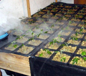 Humidity Levels Schedule for Marijuana Plants Walkthrough - ILGM