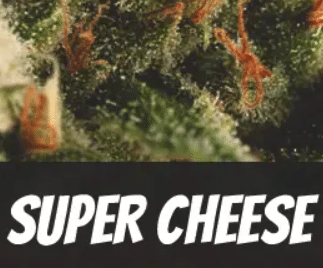 Sour Cheese Cannabis Strain Information & Review - ILGM