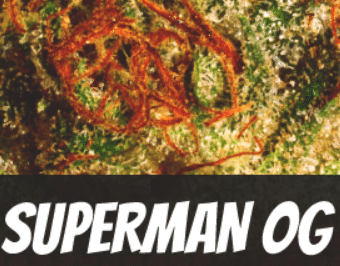 Medicine Man Strain Review