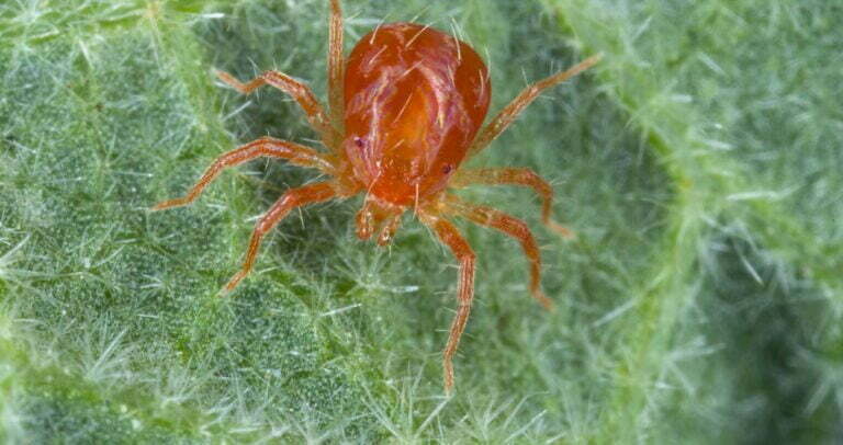 Russet Mites – What are They and How Do You Get Rid Of Them?