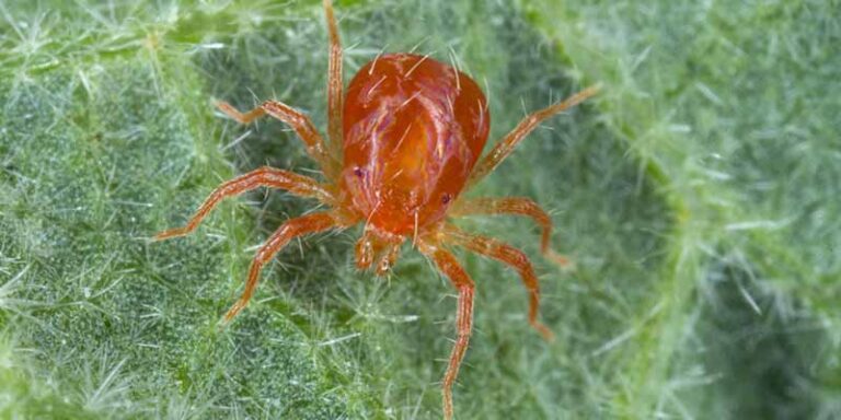 Russet Mites – What are They and How Do You Get Rid Of Them?