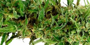 How to Avoid Airy And Loose Marijuana Buds