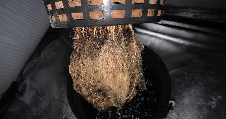 Marijuana Root Problems - How To Identify & Solve Plant Issues