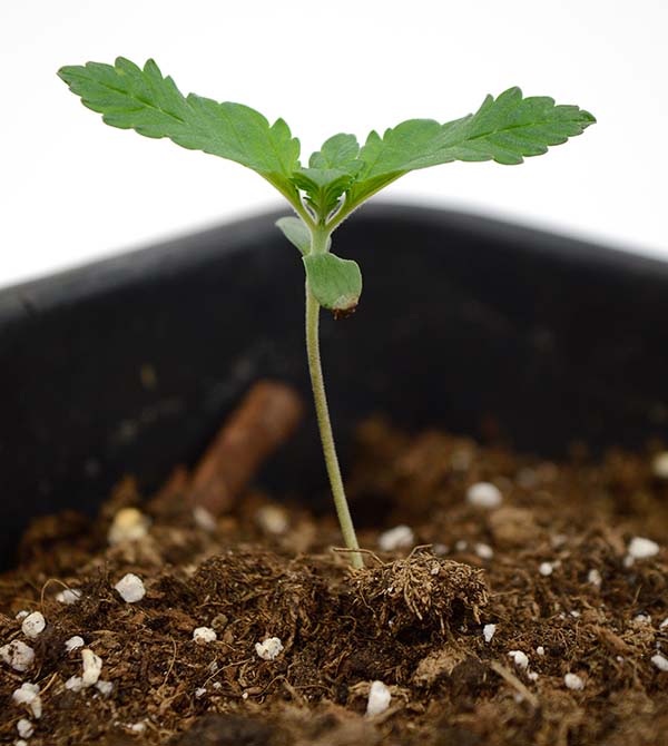 Life Cycle Of Marijuana Plants : Cannabis stages week by week