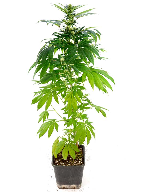 1st Week Flowering Marijuana