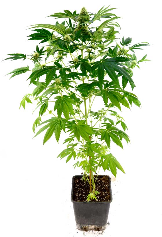 Life Cycle Of Marijuana Plants : Cannabis stages week by week