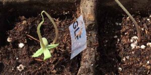 Stop Damping Off On Marijuana Seedlings Now!