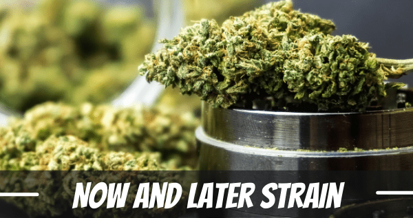Now and Later Strain Information and Review