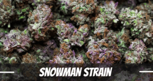 Snowman Strain Information and Review 2022 - ILGM