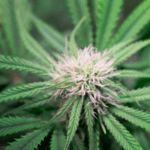 Watermelon Zkittlez Strain Information and Review - ILGM
