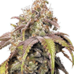 Godfather OG Strain Information and Review - ILGM