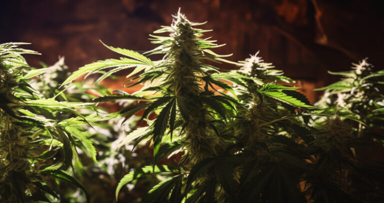 Growing Weed Indoors: A Beginner's Guide