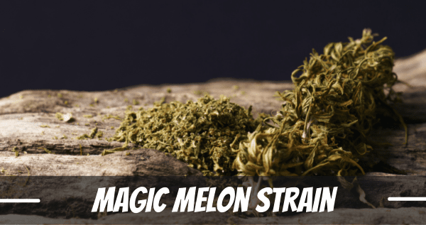 Magic Melon Strain Information and Review - ILGM
