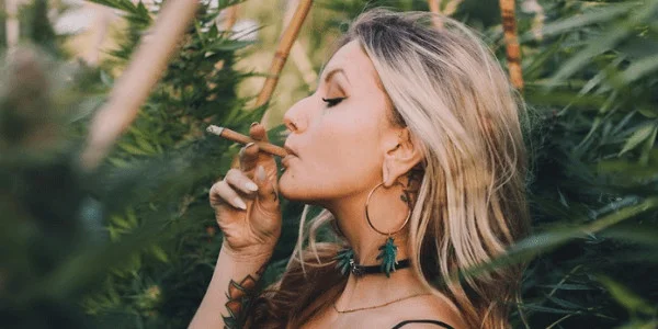 Pink Rozay Strain Information and Review