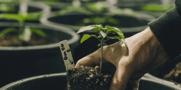 Dirty Sprite Strain Information and Review