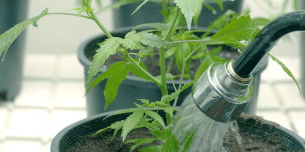 Lilac Diesel Cannabis Strain Information and Review 2025