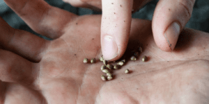 Vanilla Frosting Weed Strain Information and Review - ILGM