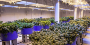 White Truffles Weed Strain Information and Review - ILGM