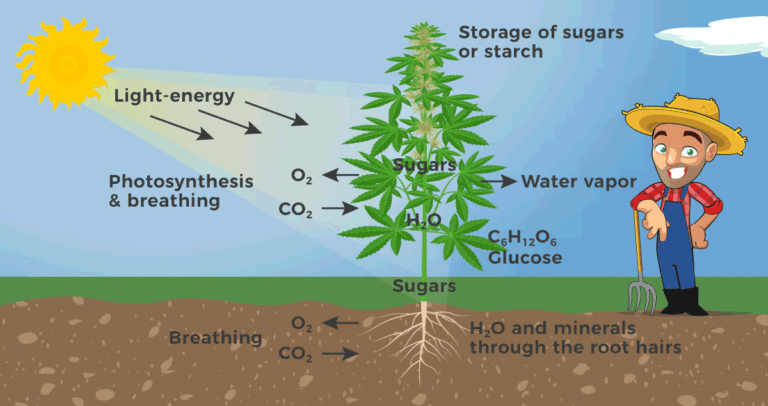 Cannabis Plant Anatomy: Exploring Various Parts of Marijuana
