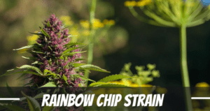 Rainbow Chip Cannabis Strain Information and Review - ILGM