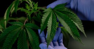 Kush Mints Weed Strain Information and Review