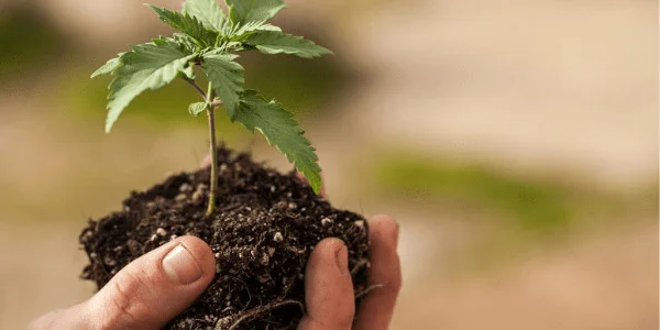 Sherbacio Cannabis Strain Information and Review