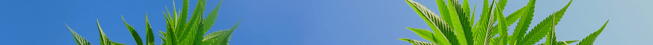 Marijuana Plant Biology & Anatomy - ILGM