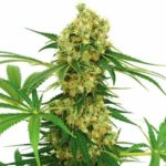 Schwazzing To Increase Your Marijuana Plant Yield