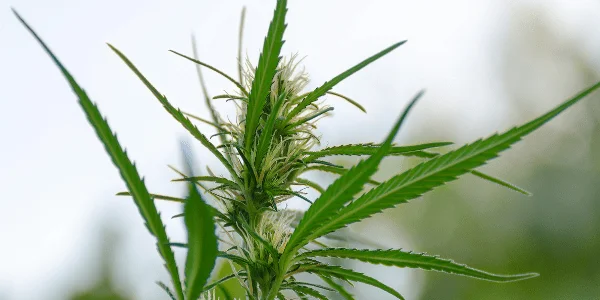 Agent Tangie Cannabis Strain Information & Review