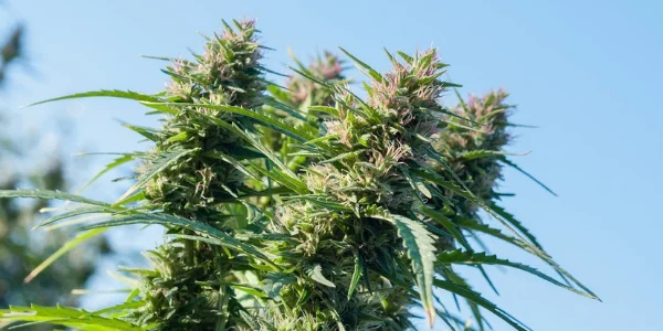 Pluto Kush Cannabis Strain Information and Review 2024