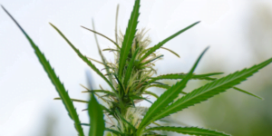 Cake Mix Cannabis Strain Information and Review 2025