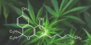 Pluto Kush Cannabis Strain Information and Review 2022